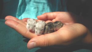Reproduction in Hamsters